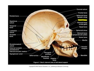 The Anatomy of the Skull power point presentation | PPT