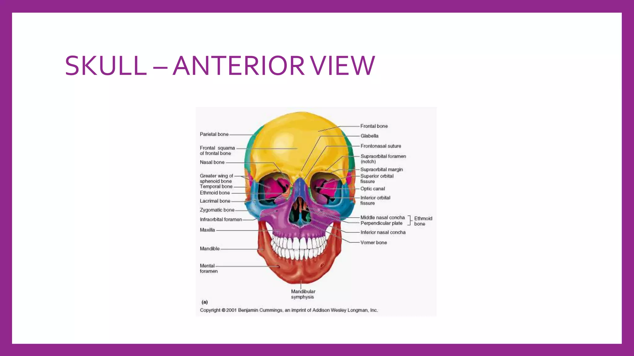 Skull Radiography techniques and reporting | PPTX