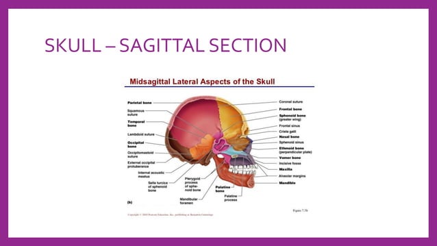 Skull Radiography techniques and reporting | PPTX | Ear, Nose and ...