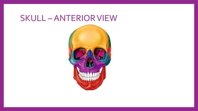 Skull Radiography techniques and reporting | PPTX | Ear, Nose and ...