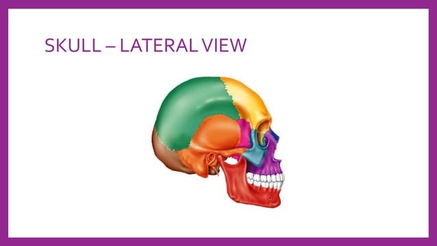 Skull Radiography techniques and reporting | PPTX | Ear, Nose and ...