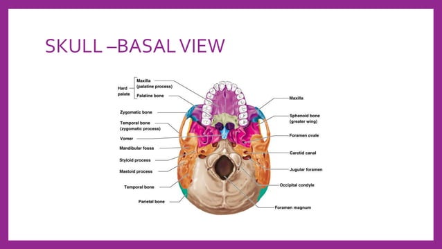 Skull Radiography techniques and reporting | PPTX | Ear, Nose and ...