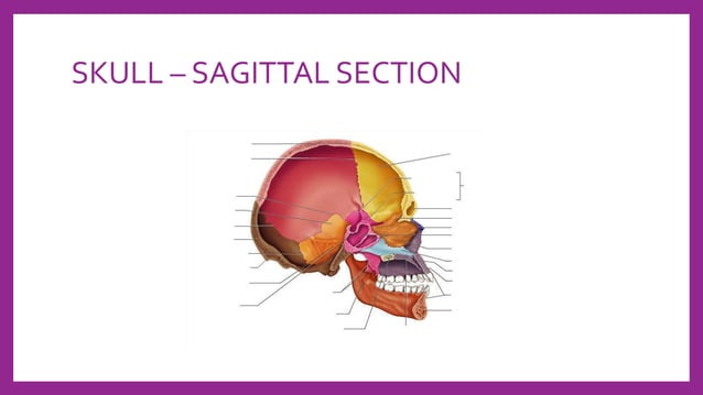 Skull Radiography techniques and reporting | PPTX | Ear, Nose and ...