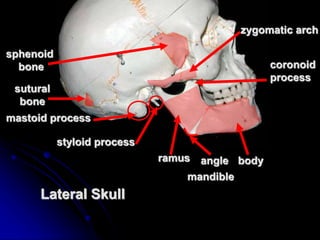SKULL-IDENTIFICATION.ppt