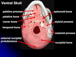 SKULL-IDENTIFICATION.ppt