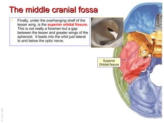 Skull inside and some separate bones | PPT