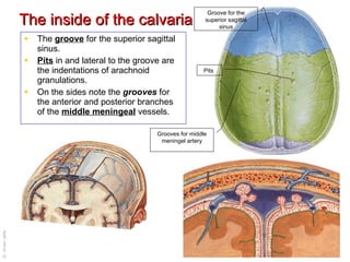 Skull inside and some separate bones | PPT
