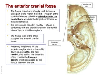 Skull inside and some separate bones | PPT