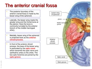 Skull inside and some separate bones | PPT