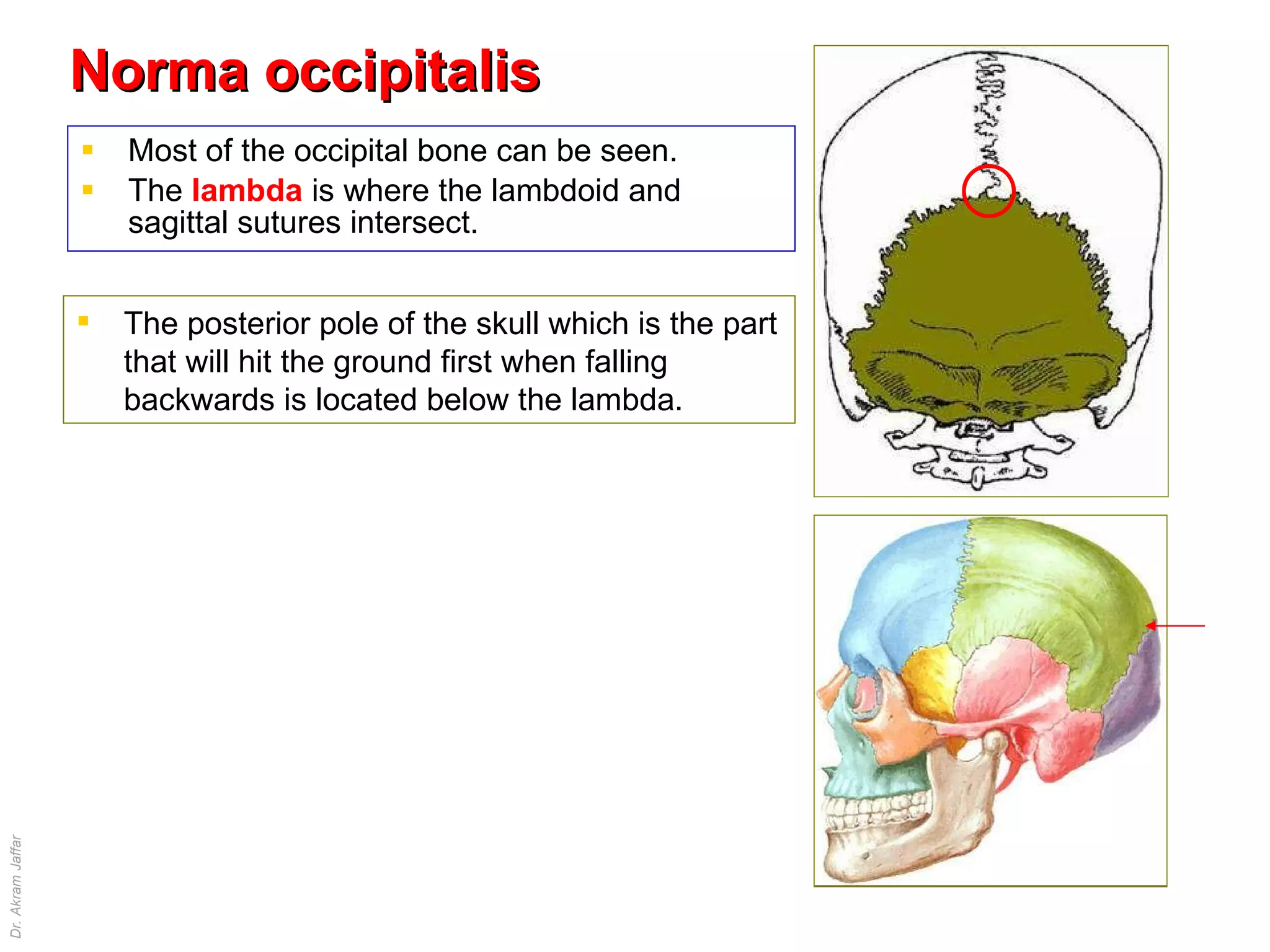 Skull the normas | PPT