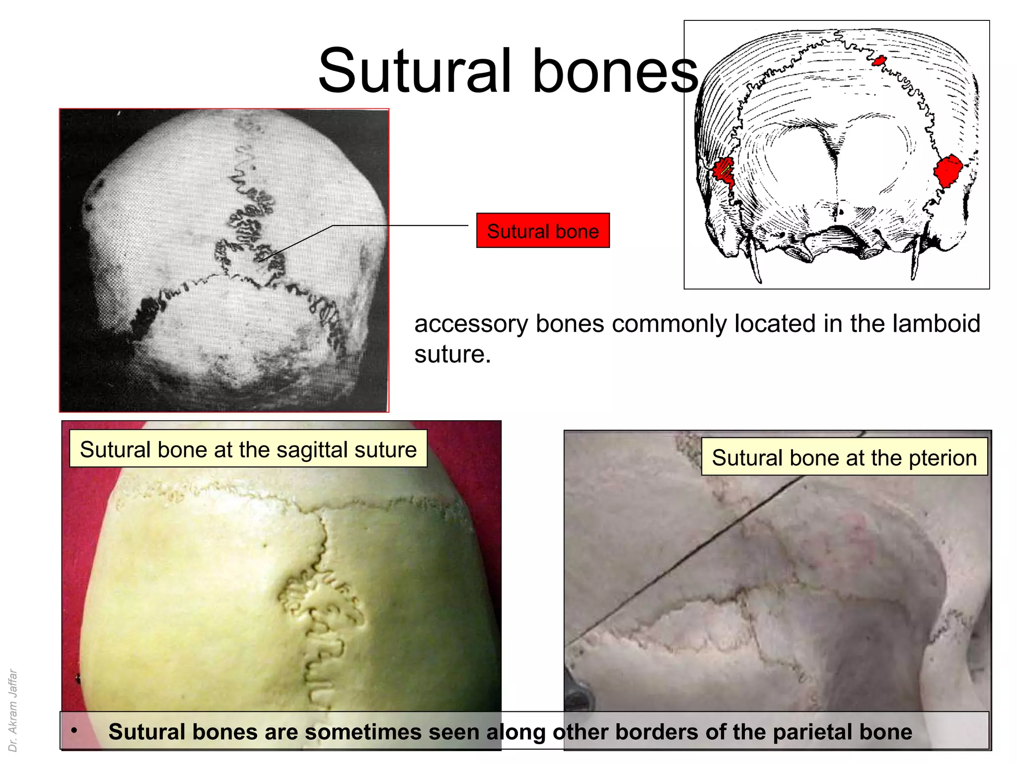 Skull the normas | PPT