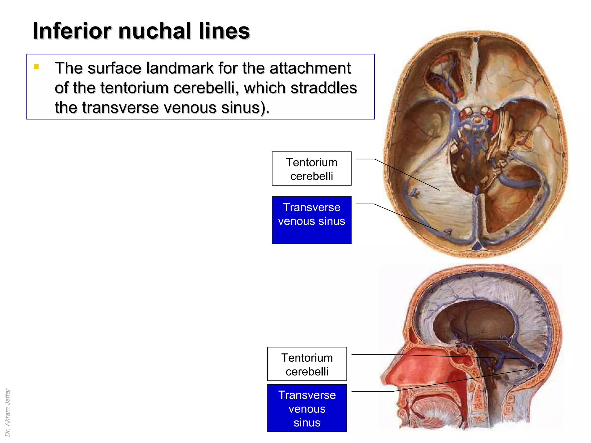 Skull the normas | PPT
