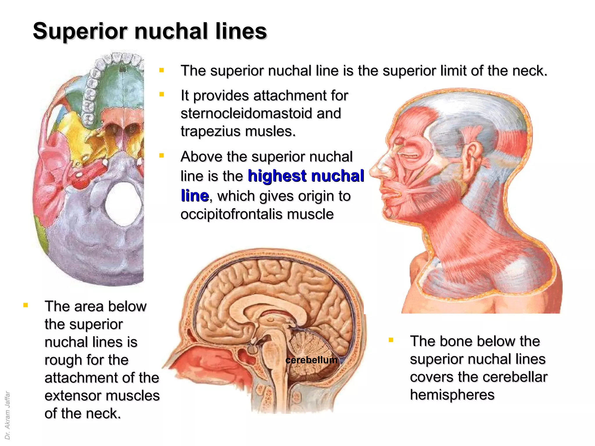 Skull the normas | PPT