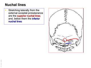Skull the normas | PPT