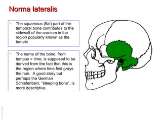Skull the normas | PPT