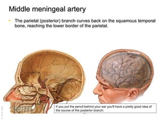 Skull the normas | PPT | Death, Injury, or Military Conflict | Sensitive Topics