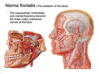 Skull the normas | PPT | Death, Injury, or Military Conflict | Sensitive Topics