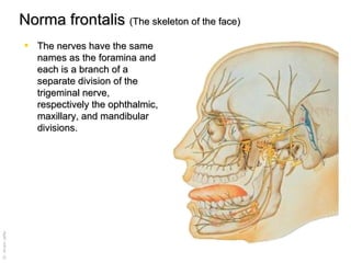 Skull the normas | PPT