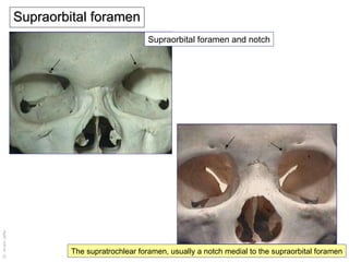 Skull the normas | PPT
