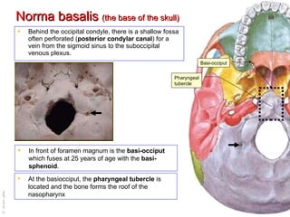 Skull the normas | PPT
