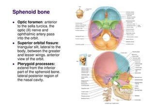 skull_2.pdf