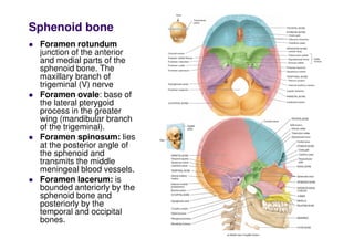 skull_2.pdf
