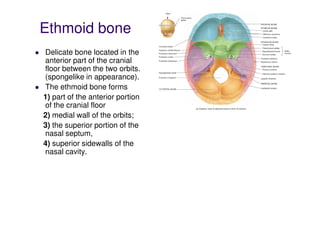 skull_2.pdf