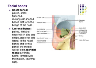 skull_2.pdf