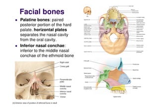 skull_2.pdf