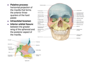 skull_2.pdf