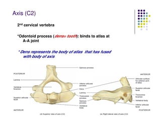 skull_3.pdf