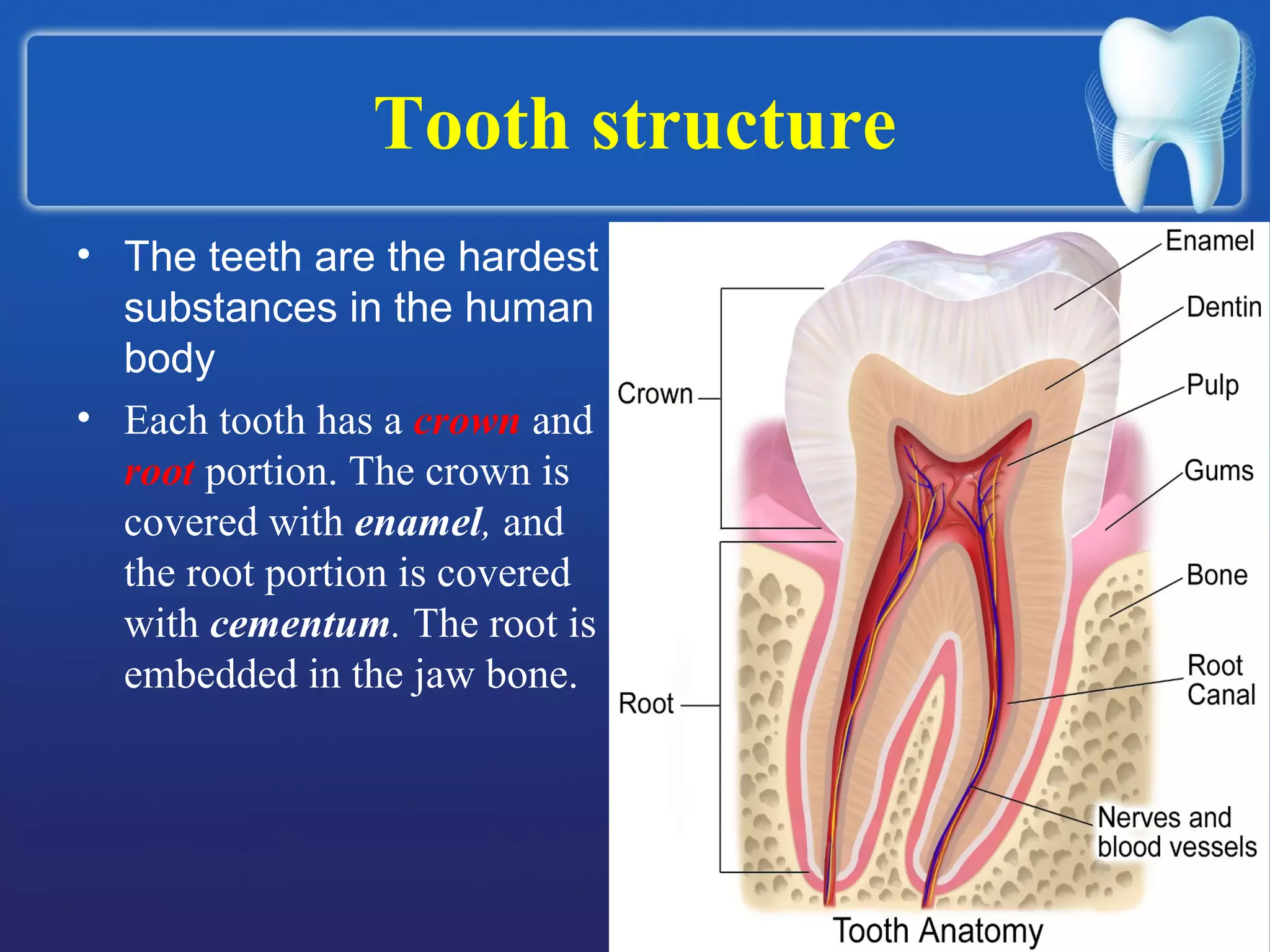 Skull and tooth | PPT