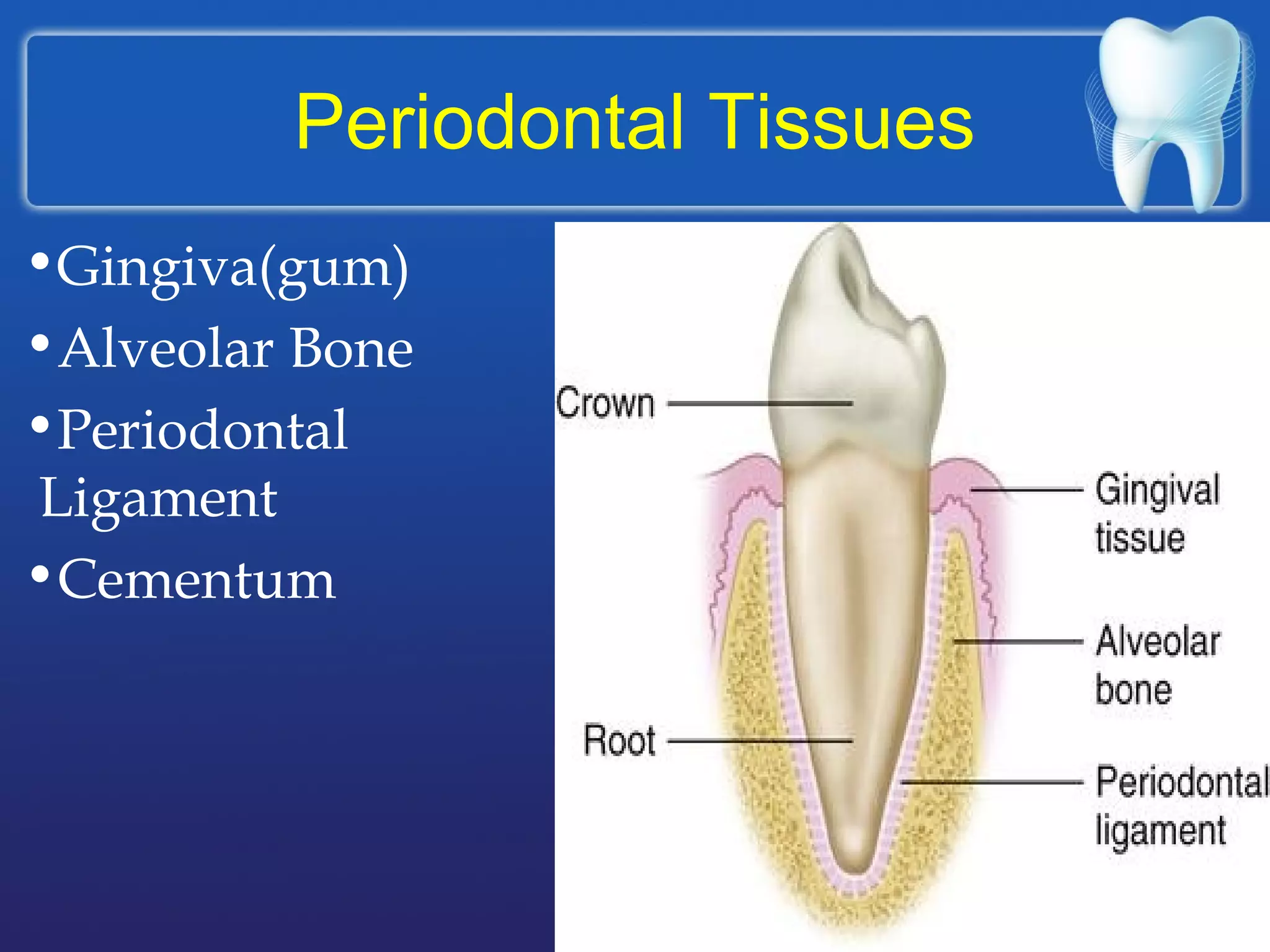 Skull and tooth | PPT