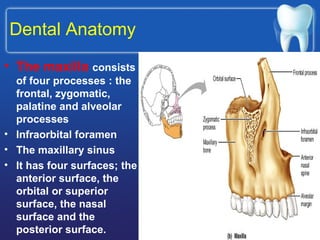 Skull and tooth | PPT | Dental Health | Diseases and Conditions