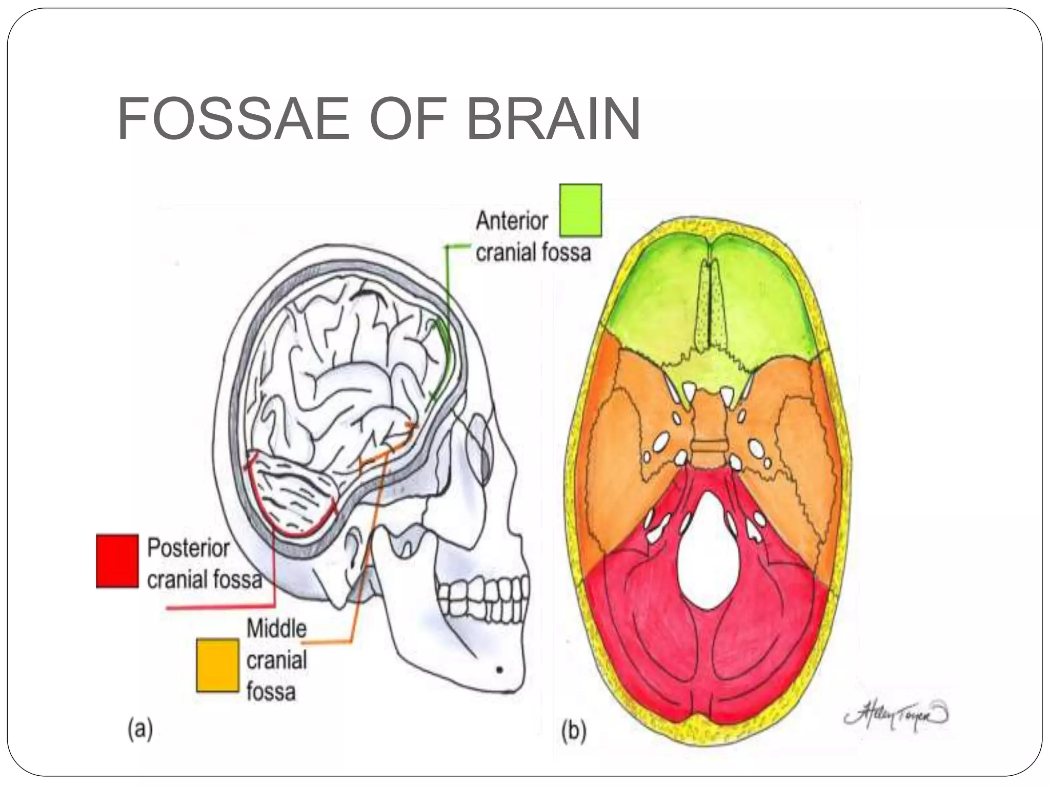 Skull anatomy and positioning | PPTX