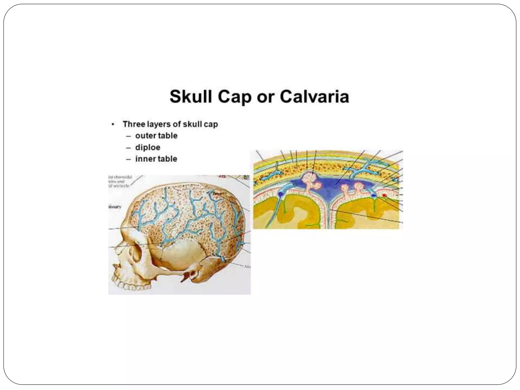Skull anatomy and positioning | PPTX