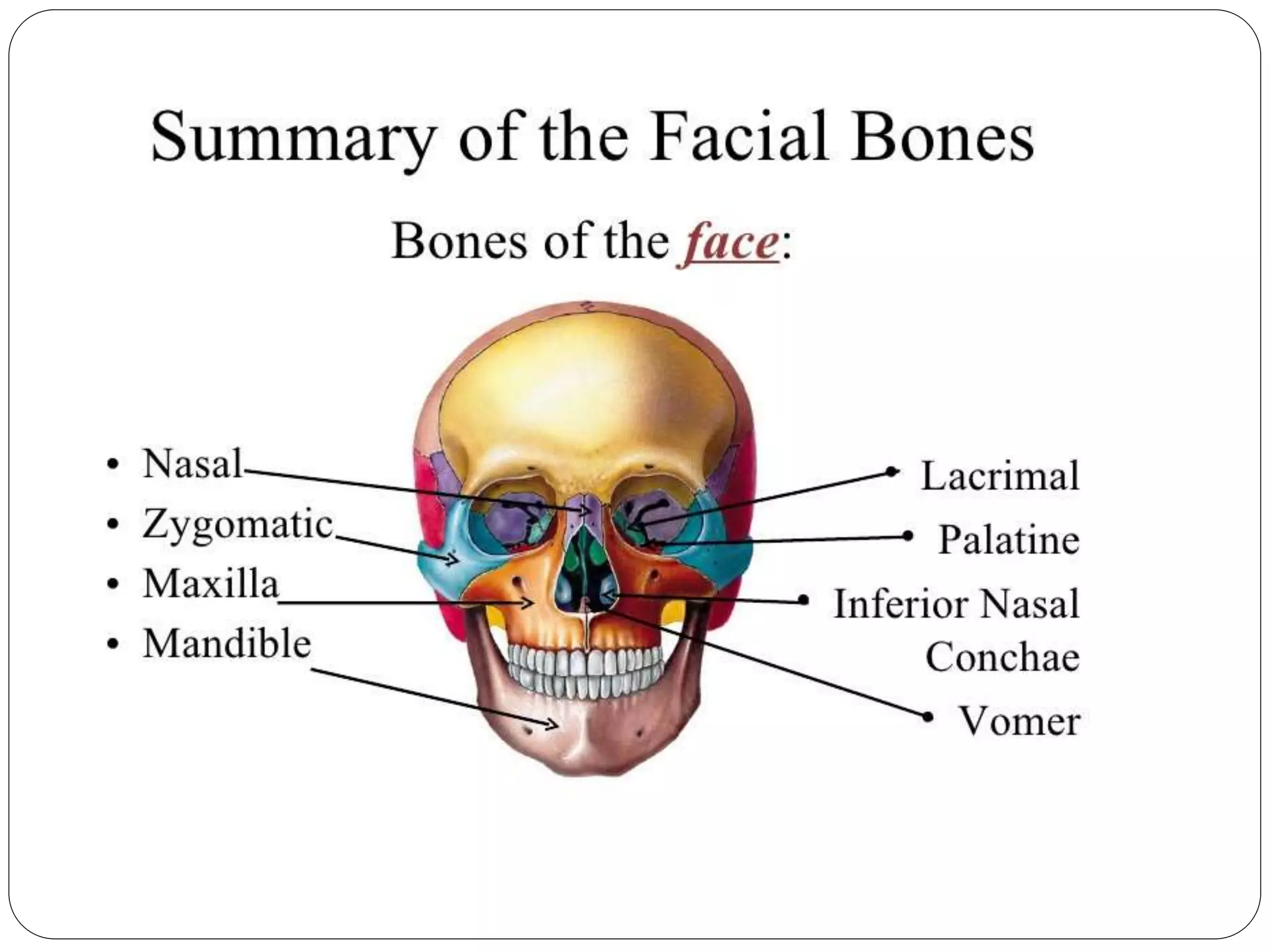 Skull anatomy and positioning | PPTX