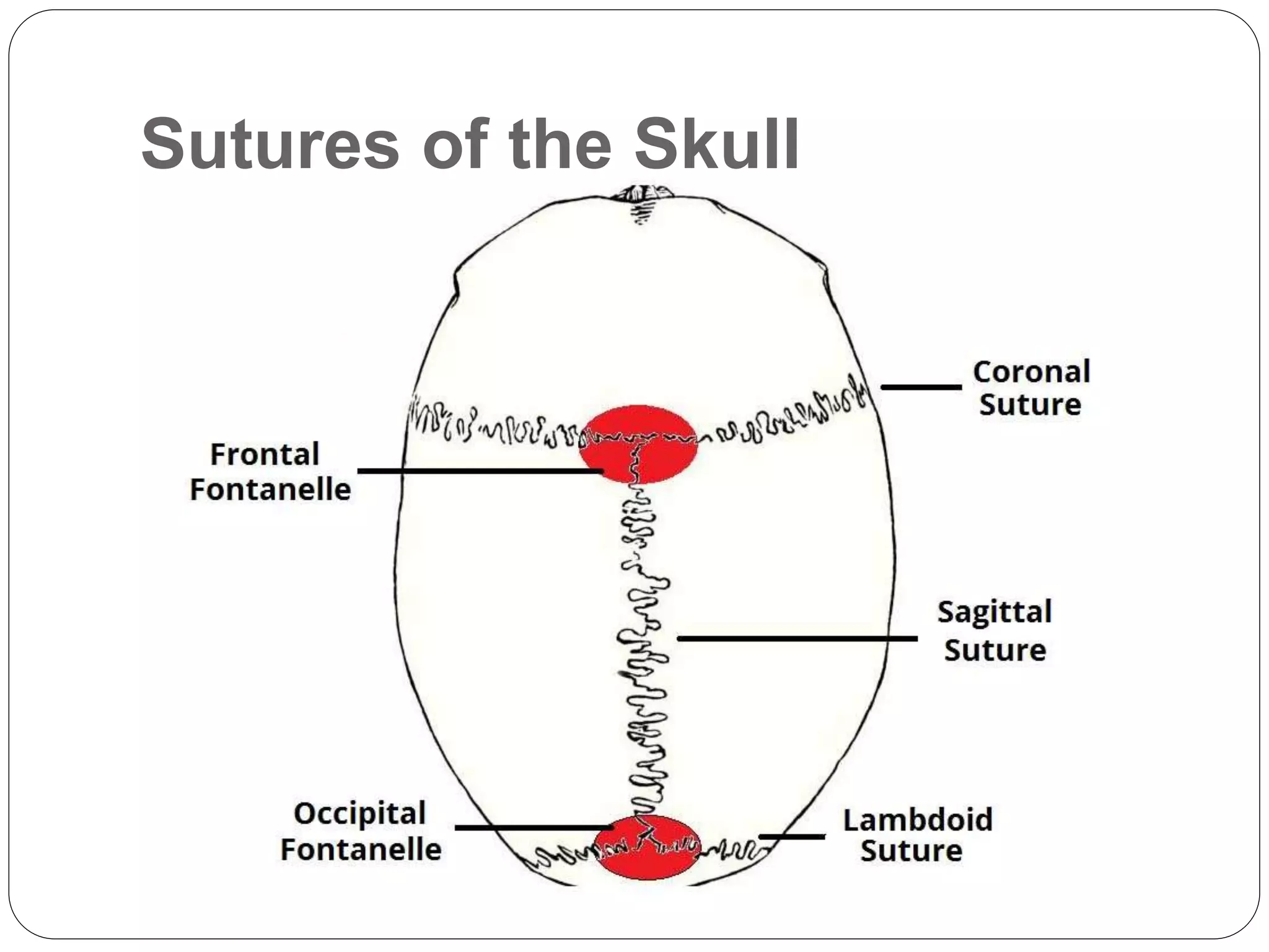 Skull anatomy and positioning | PPTX