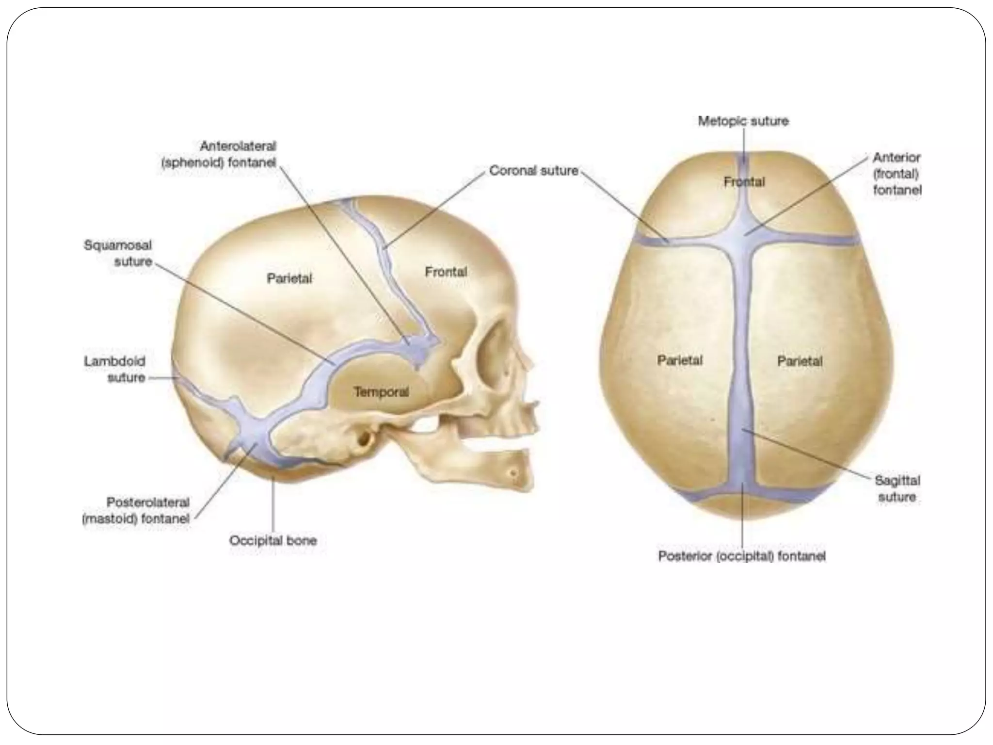 Skull anatomy and positioning | PPTX