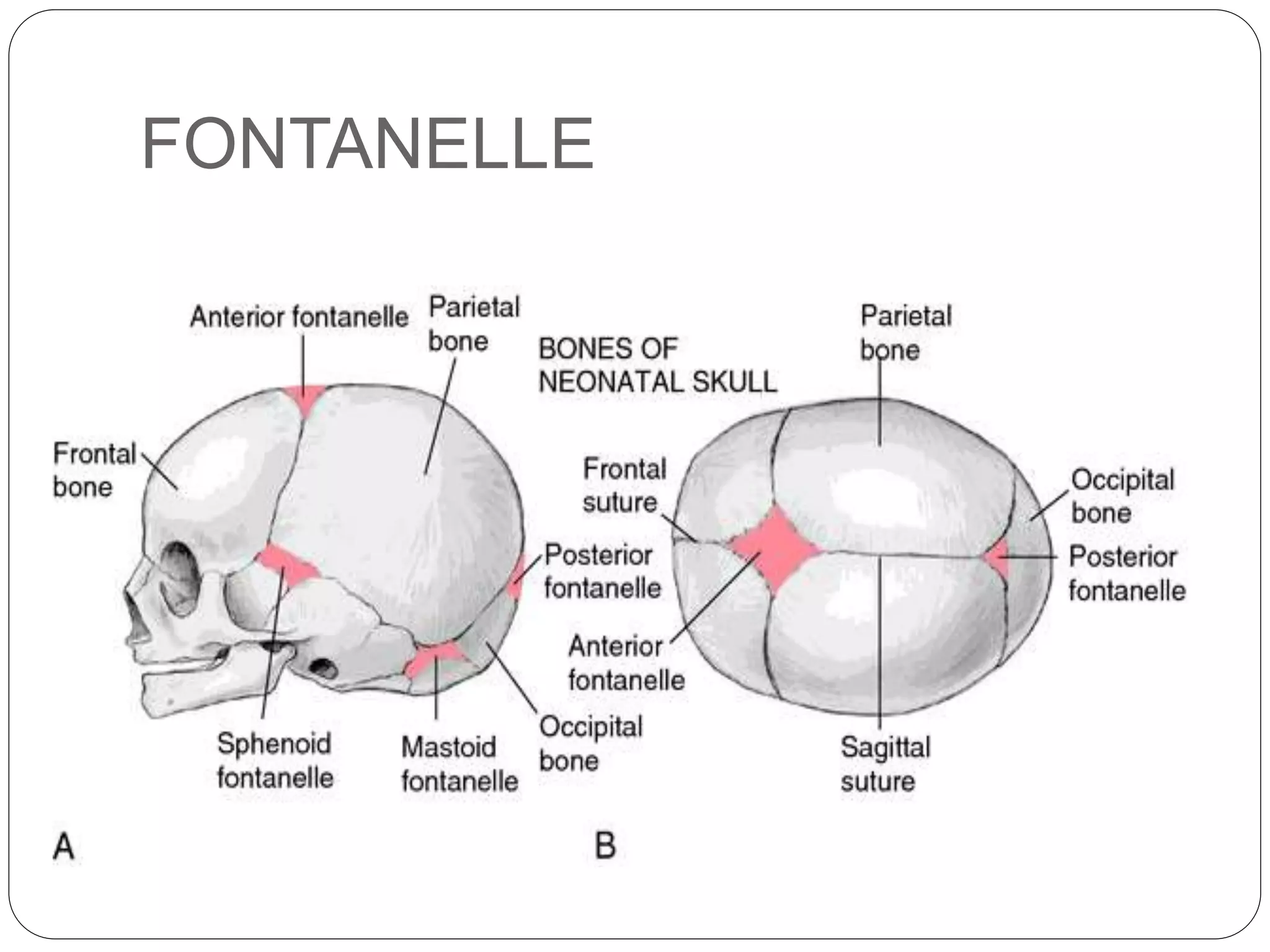 Skull anatomy and positioning | PPTX