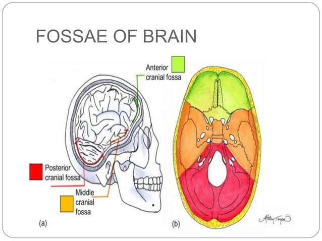 Skull anatomy and positioning | PPTX