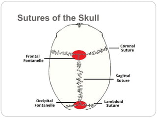 Skull anatomy and positioning | PPTX