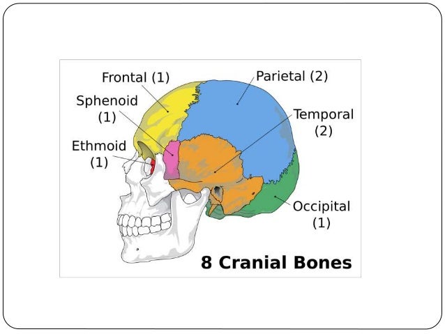 Skull anatomy and positioning