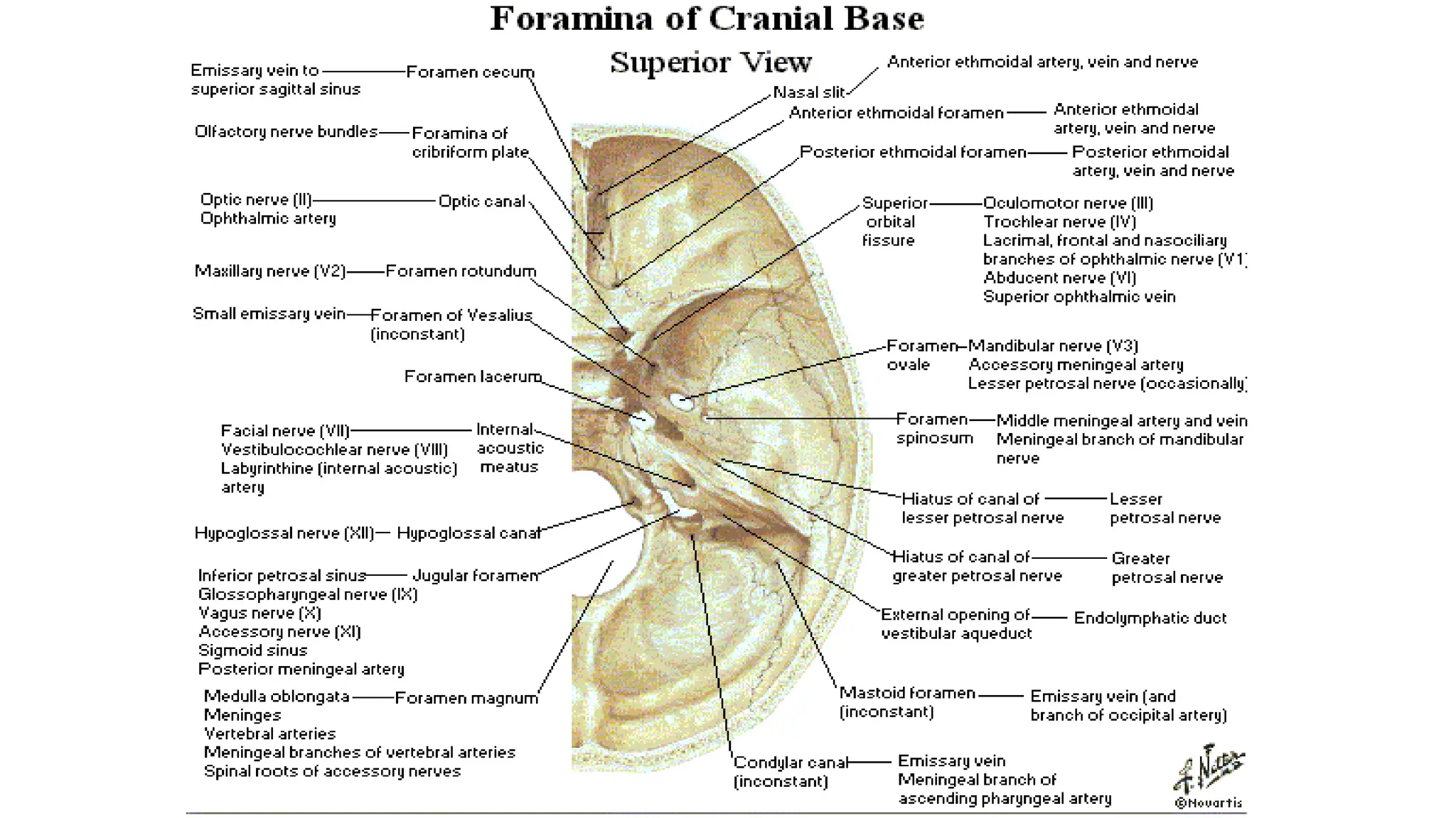 SKULL AND FORAMINA in anatomy science of mbbs | PPTX