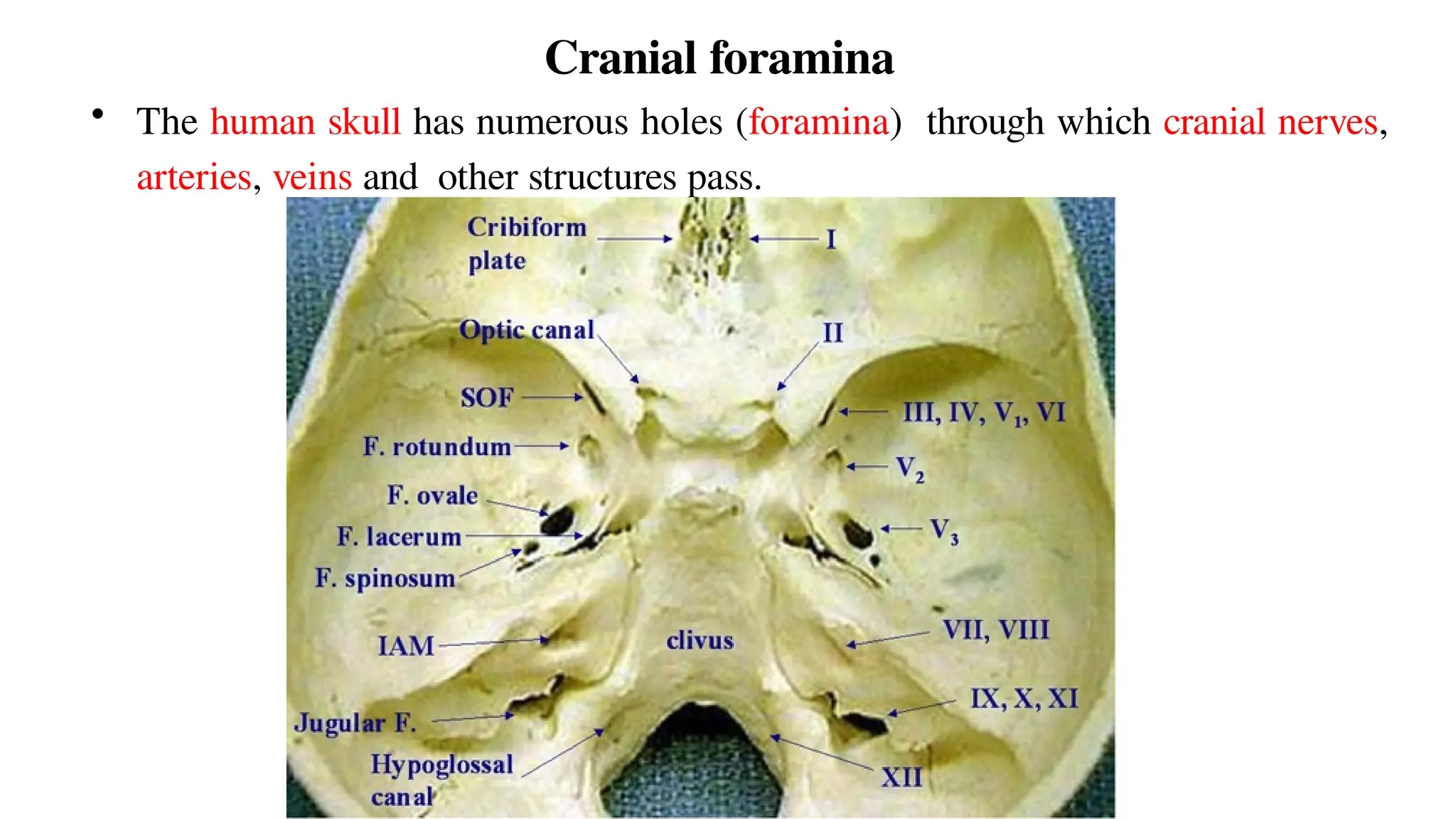 SKULL AND FORAMINA in anatomy science of mbbs | PPTX