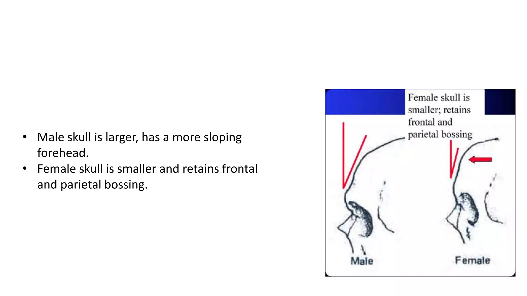 Skull and Mandible (2).pptx