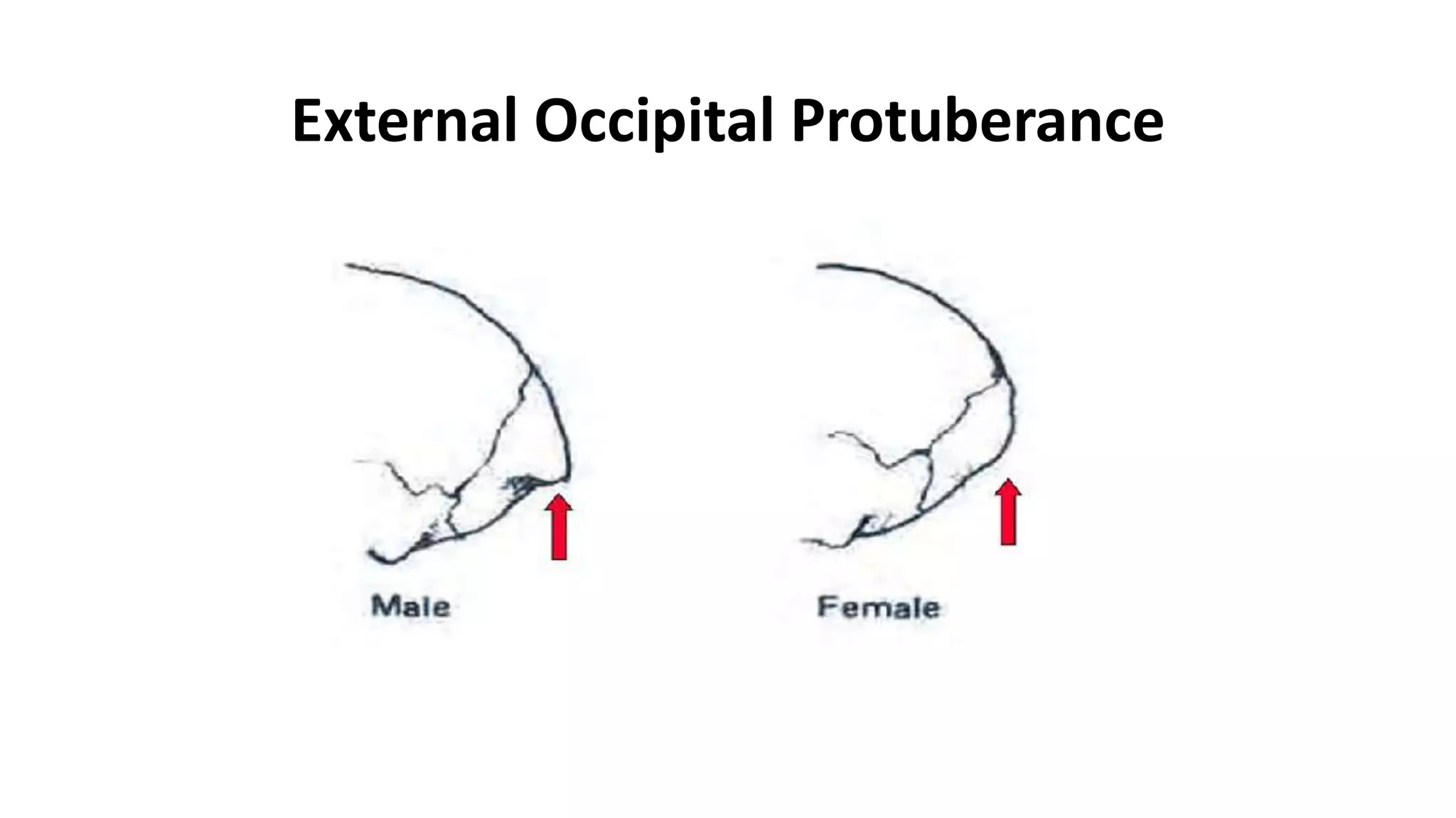 Skull and Mandible (2).pptx