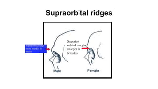 Skull and Mandible (2).pptx