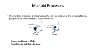 Skull and Mandible (2).pptx