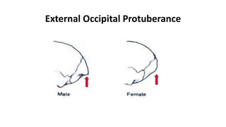 Skull and Mandible (2).pptx
